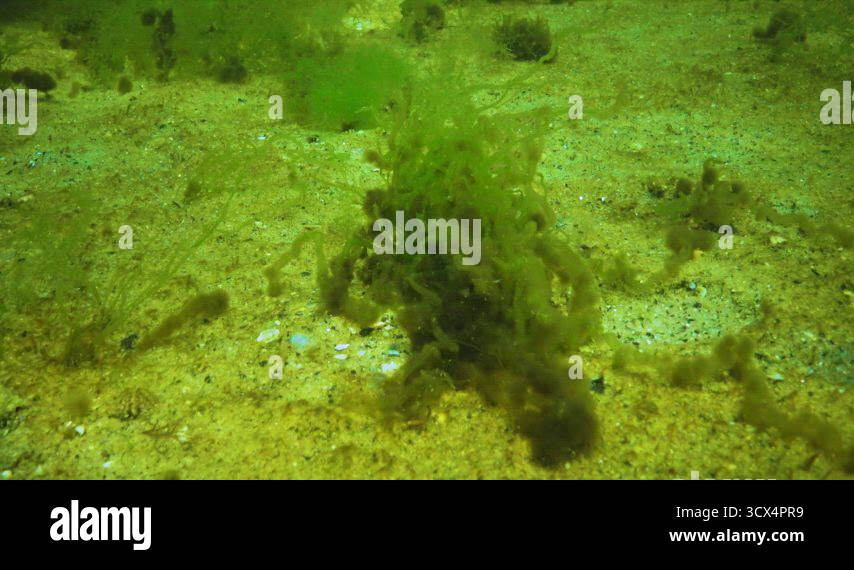 Algae of the Black Sea. Epiphytic algae grow on the green Enteromorpha ...