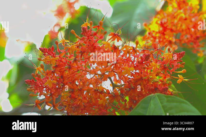 Asoka, Saraca, Sorrowless tree bouquet red flowers move by wind Stock ...