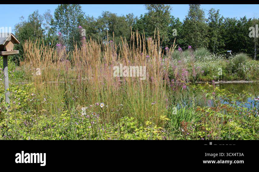 Stalks of tall grass move easily and gently Stock Video Footage - Alamy