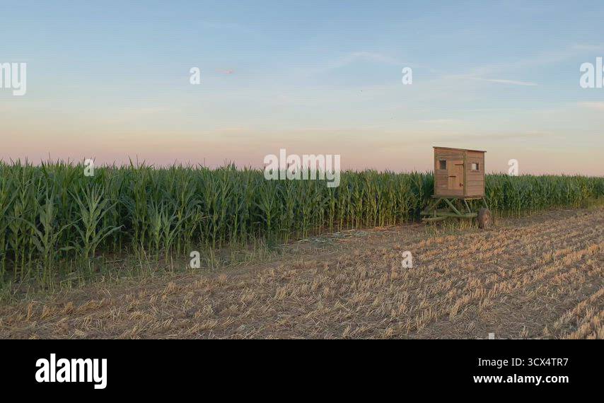 Empty corn field in Stock Videos & Footage - HD and 4K Video Clips - Alamy