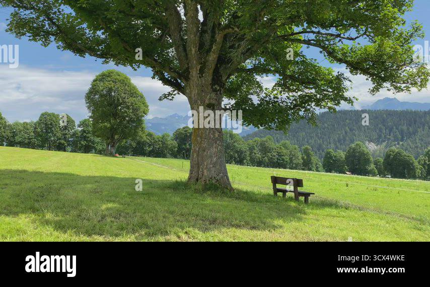 Austria bench Stock Videos & Footage - HD and 4K Video Clips - Alamy
