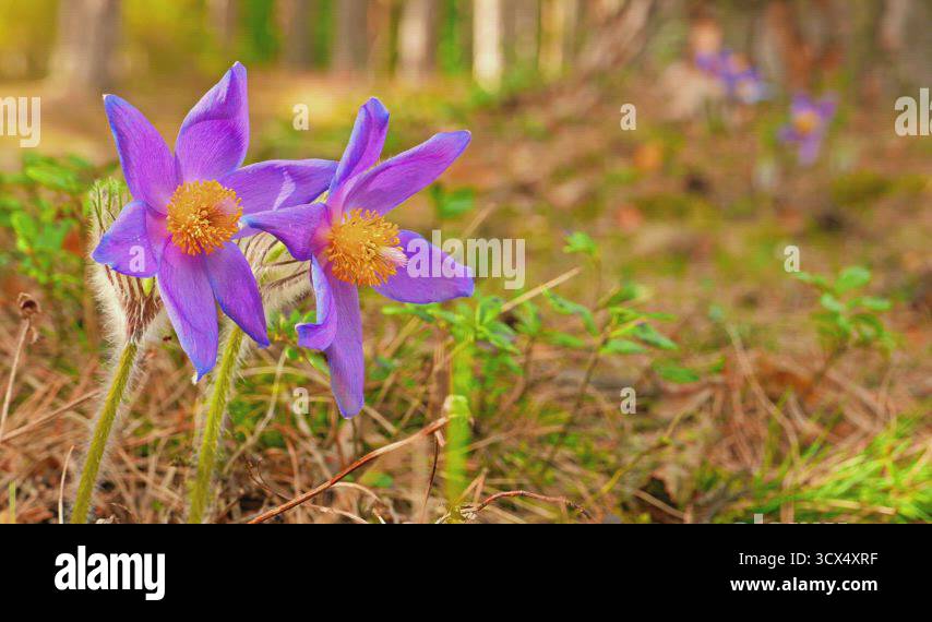 Spring flowers chamber Stock Video Footage - Alamy