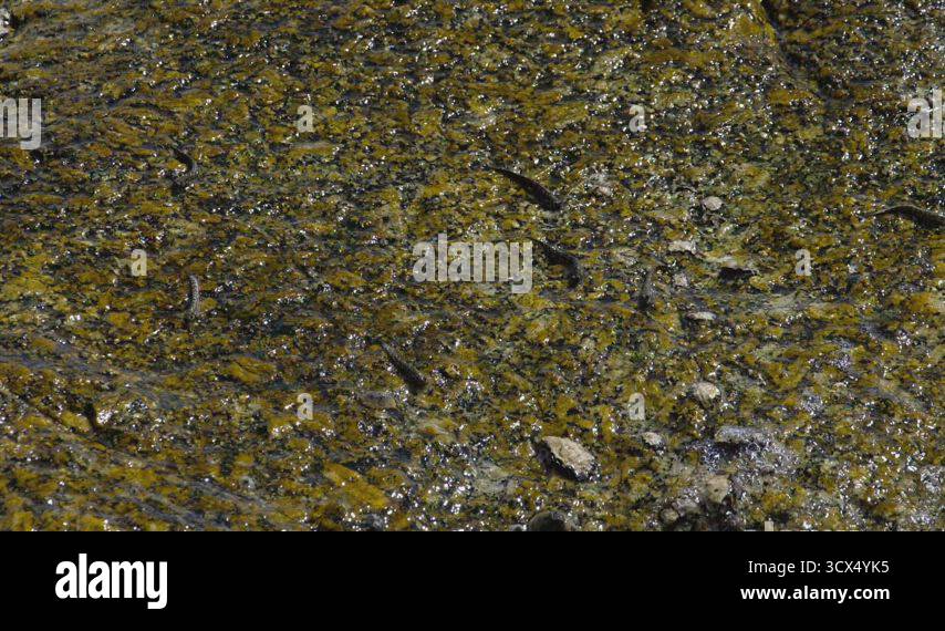 Rockskipper fish on the rock at the beach Stock Video Footage - Alamy