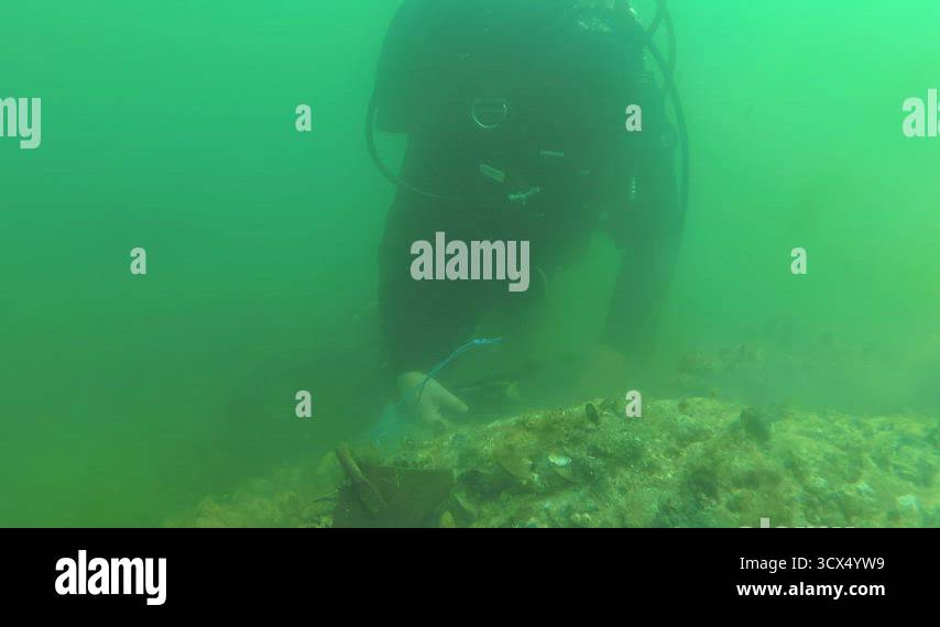 Ukraine, Black Sea - July 10, 2020: Diver catches edible shellfish ...