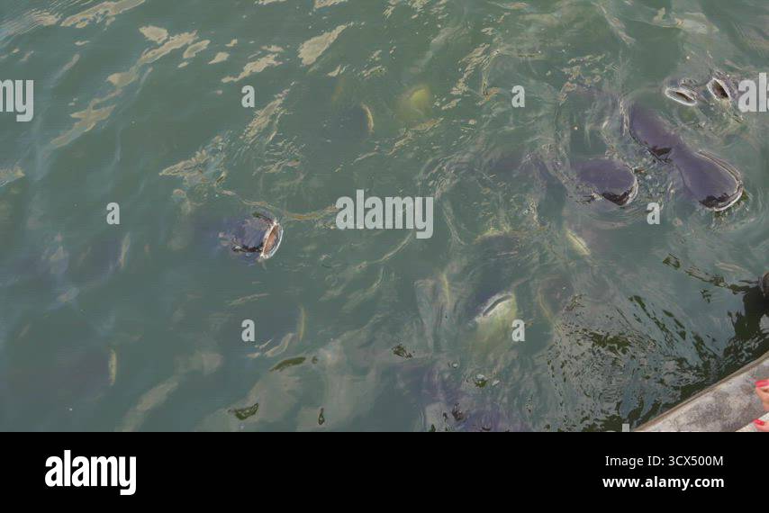 Feeding a flock of catfish in the park's pond. Many catfish beg for ...