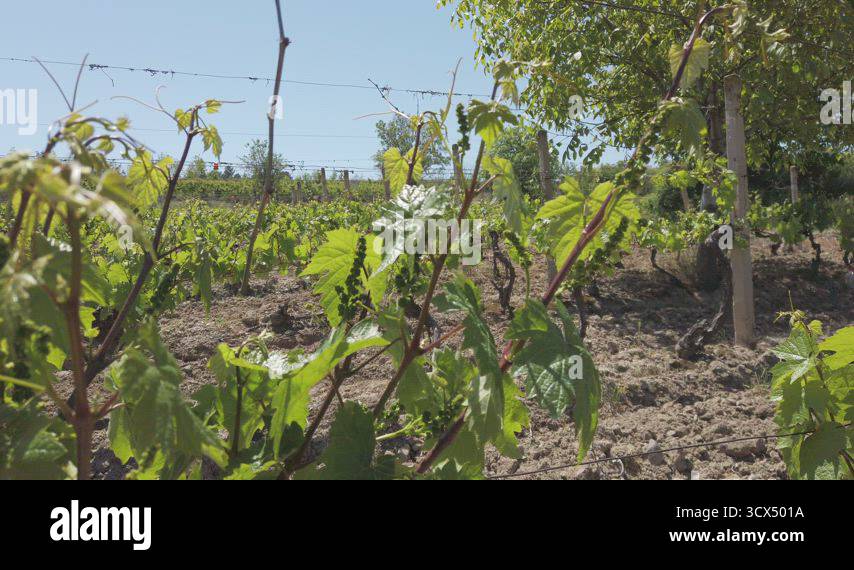 vineyard rows. grape trees in spring Stock Video Footage - Alamy
