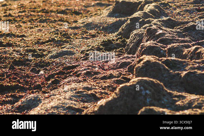 The shore of the estuary, on which algae were thrown out by a storm ...