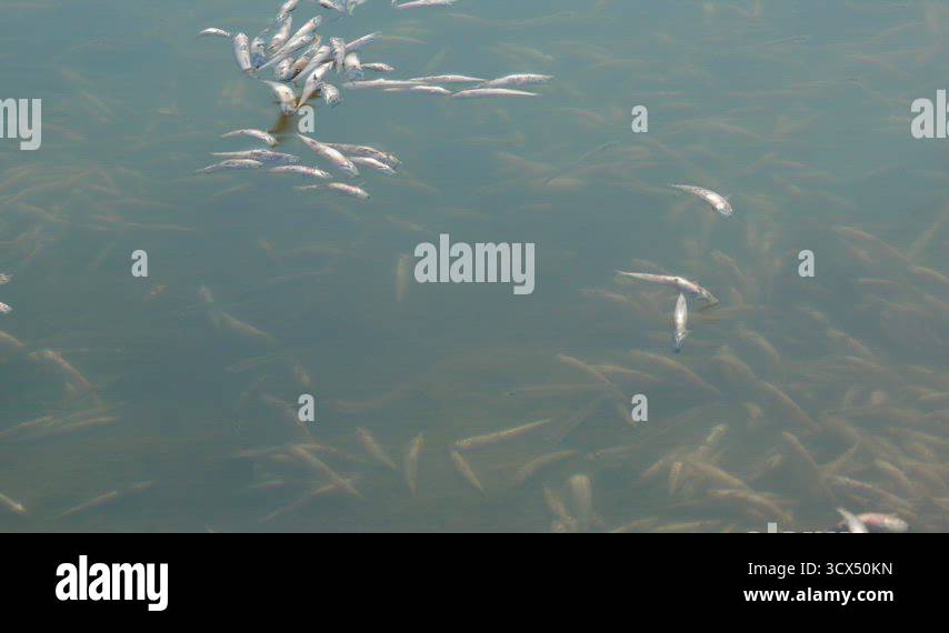 The death of fish Atherina sp. in a natural reservoir. Lack of oxygen ...