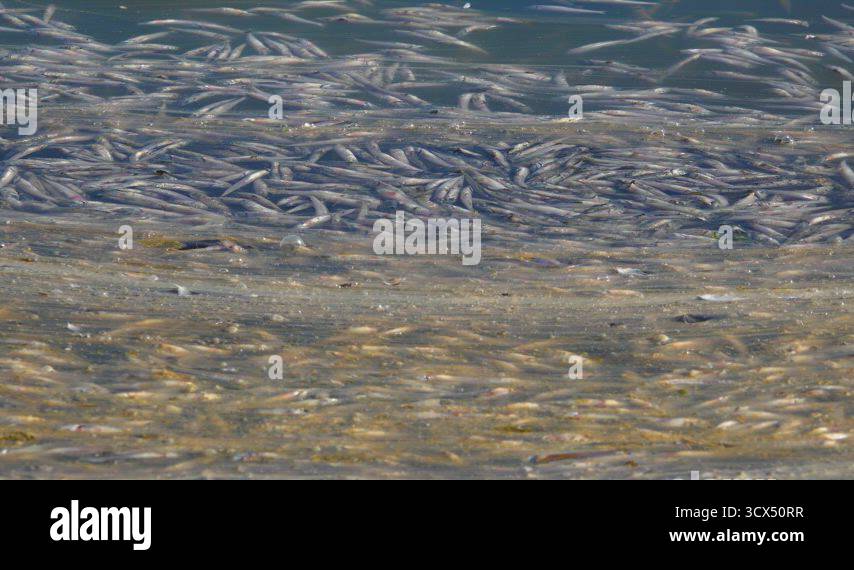 The death of fish Atherina sp. in a natural reservoir. Lack of oxygen ...