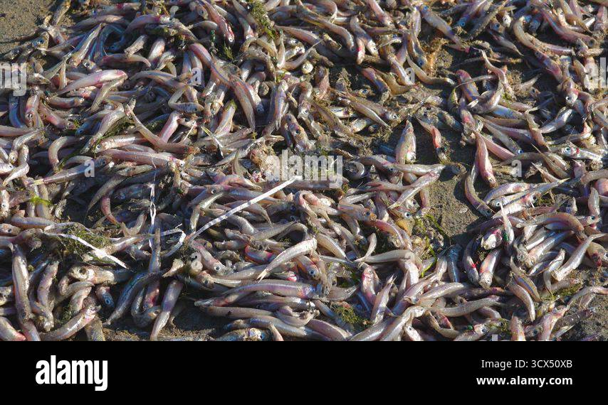 The death of fish Atherina sp. in a natural reservoir. Lack of oxygen ...