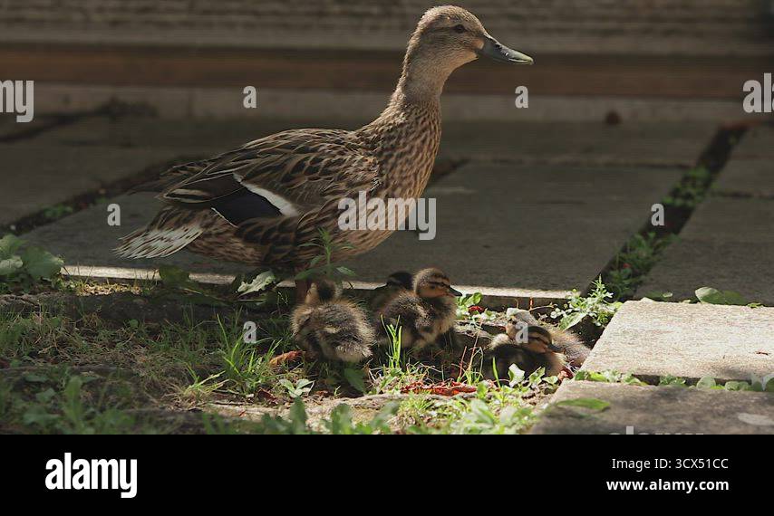 Duck with ducklings 4 Stock Video Footage - Alamy