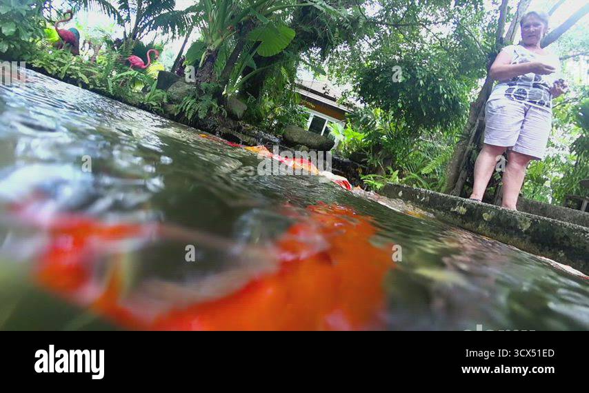 Underwater Koi fish in pond eating Stock Video Footage - Alamy