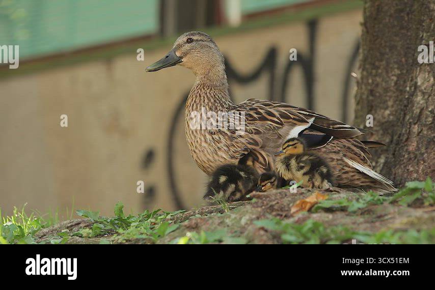 Duck with ducklings 2 Stock Video Footage - Alamy