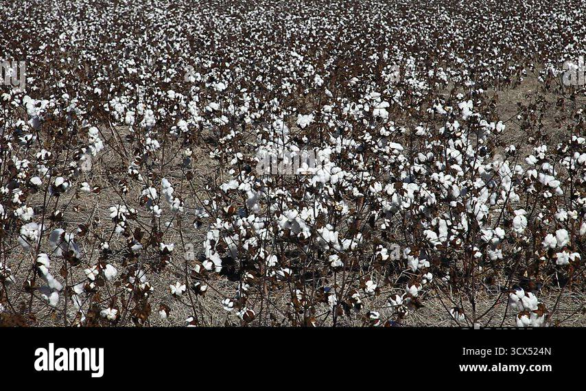 Field of cotton Stock Videos & Footage - HD and 4K Video Clips - Alamy