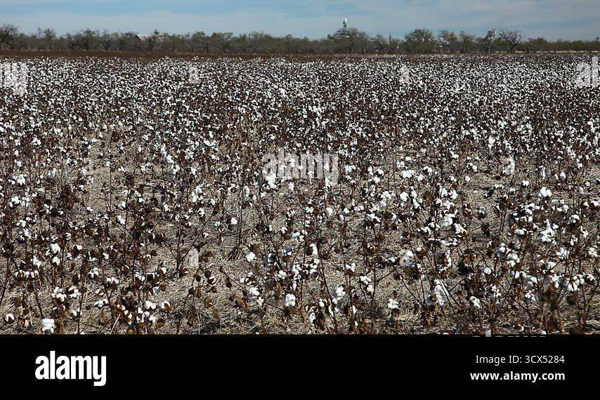 Field cotton plants Stock Videos & Footage - HD and 4K Video Clips - Alamy
