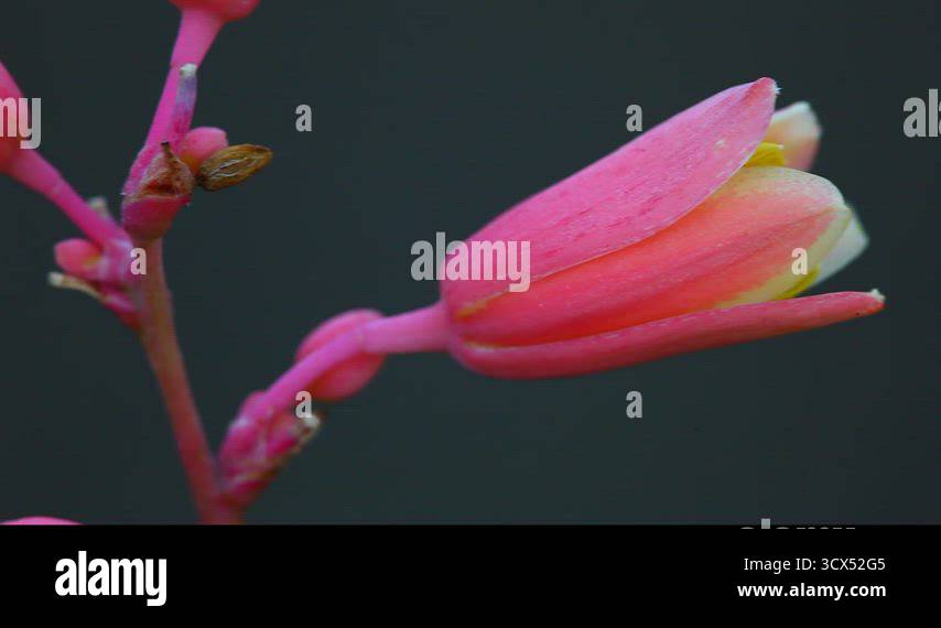 Yucca flower garden Stock Videos & Footage - HD and 4K Video Clips - Alamy