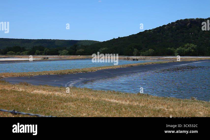 Fish kingdom Stock Videos & Footage - HD and 4K Video Clips - Alamy