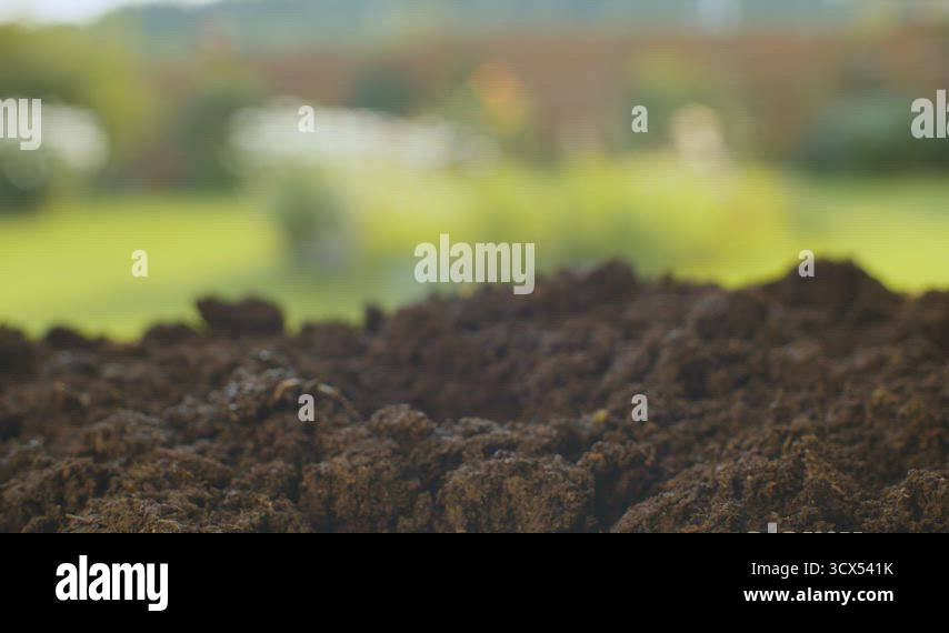 Male hands planting baby tree Stock Videos & Footage - HD and 4K Video ...