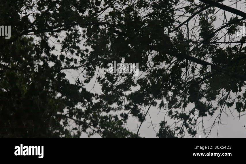 Trees during storm and heavy rain strong wind blowing trees Stock Video ...