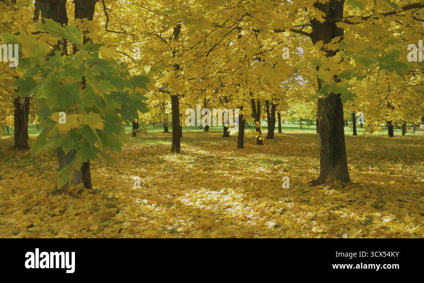 Yellow maple trees and foliage on ground in park in autumn at sunny day ...