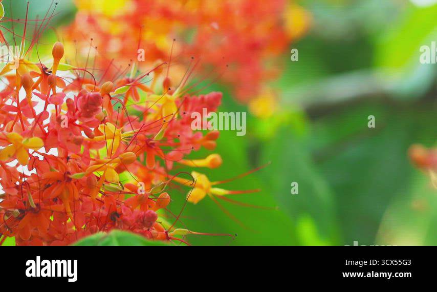 Asoka or Saraca or Sorrowless tree bouquet red flowers moving and blur ...