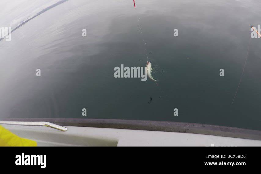 Cod fish catch on a hook from boat on Northern arctic Norway fjord slow ...