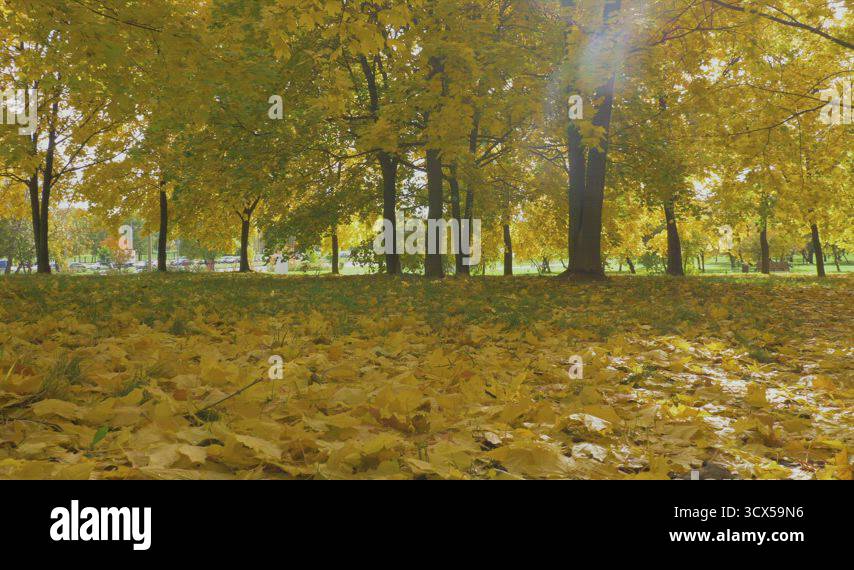 Yellow maple trees and foliage on ground in park in autumn at sunny day ...