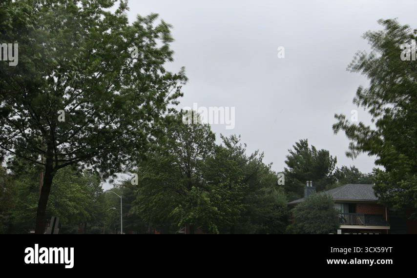 Trees during storm and heavy rain strong wind blowing trees Stock Video ...