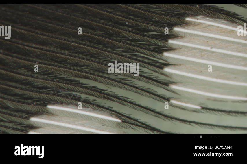 under the magnifying glass you can see the enlarged feather Stock Video ...