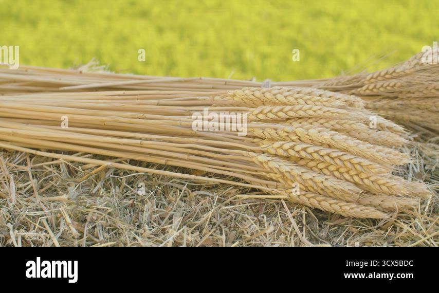 Wheat rye ears fresh Stock Videos & Footage - HD and 4K Video Clips - Alamy