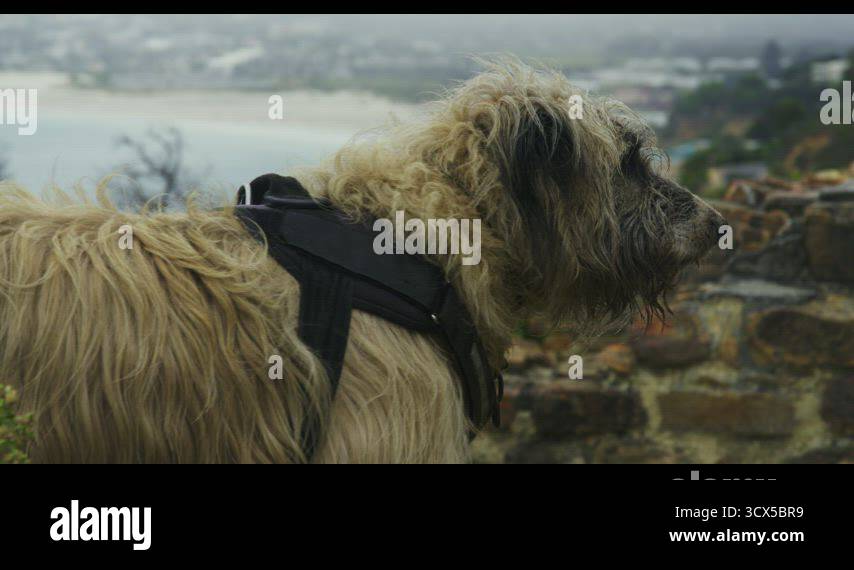 MS TU Dog looking around and panting, Cape Town, South Africa Stock ...