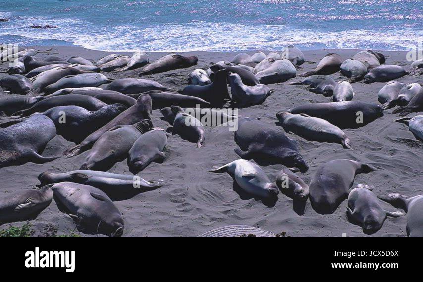 Slow Motion, Elephant Seal, California Rookery, on a sunny day Stock ...