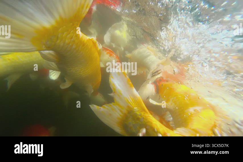 Underwater Koi fish in pond eating Stock Video Footage - Alamy