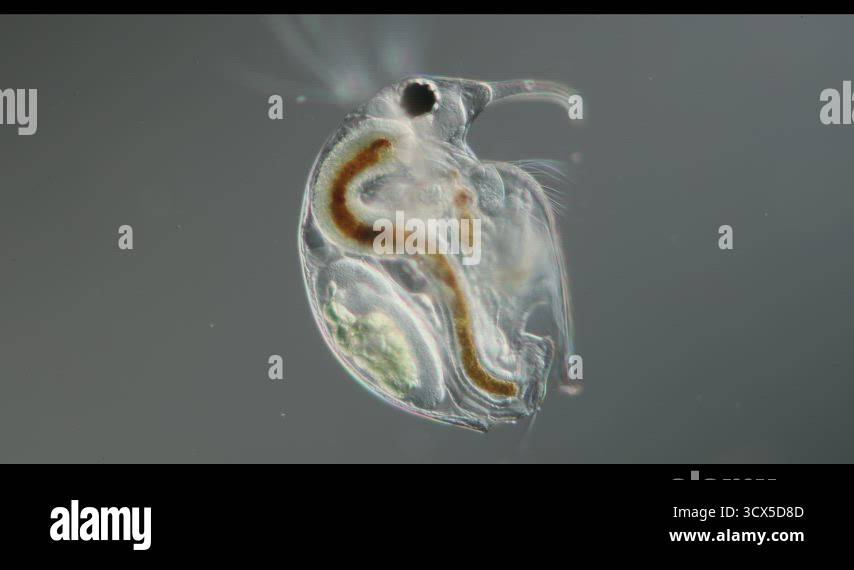 Water magnification Stock Videos & Footage - HD and 4K Video Clips - Alamy