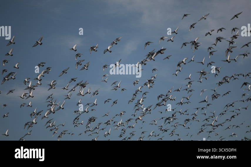 Flock flying speed racing pigeon Stock Videos & Footage - HD and 4K ...