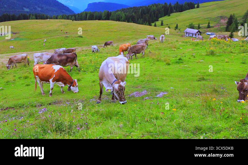 Cows eating grass. Amazing milk cows on the beautiful meadow Stock ...