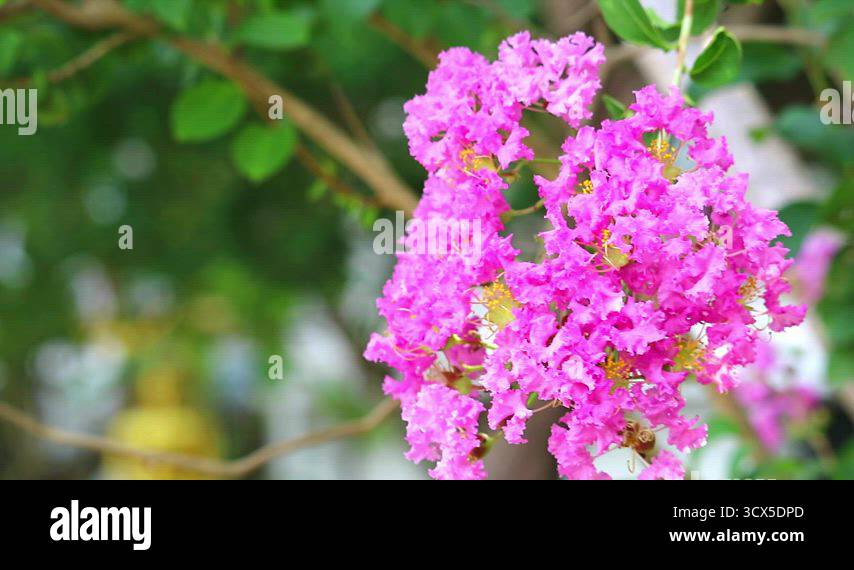Queen flower lagerstroemia speciosa pink Stock Videos & Footage - HD ...
