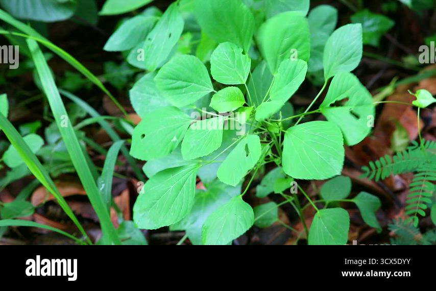 Acalypha indica tree plant Stock Videos & Footage - HD and 4K Video ...