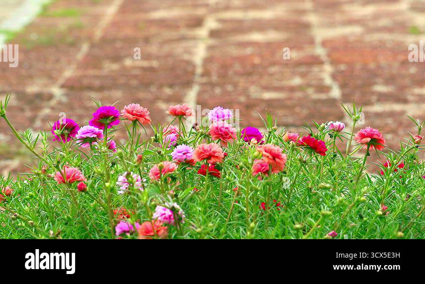 Purslane, Rose mose, Sun plant pink rose flower blooming in the garden ...