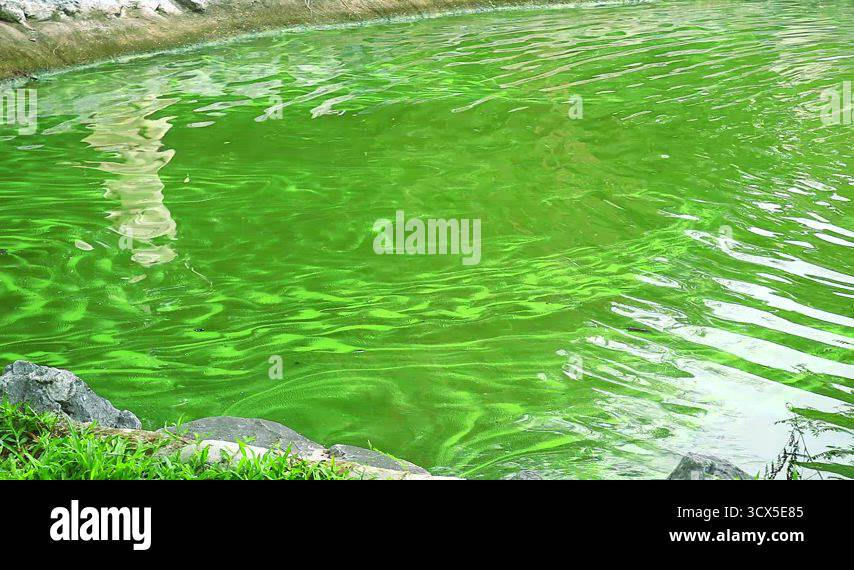 Blue-green algae Harmful to living organisms There are toxins that ...