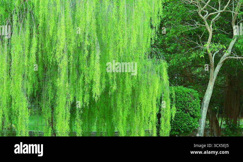 weeping willow tree and light green leaves line swing by wind in the ...