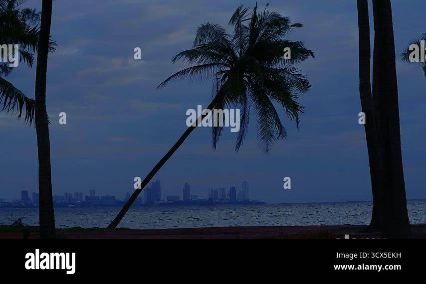 dusk sky and the coconuts on the beach lean against force of the storm ...