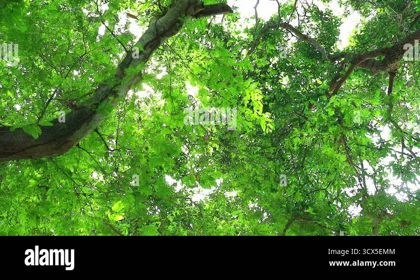 Wallpaper of tamarind leaves Stock Videos & Footage - HD and 4K Video ...