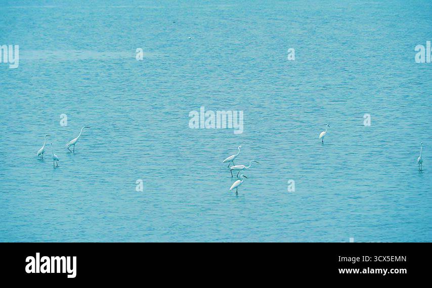 Egrets find to catch animals in water near beach when low tide Stock ...