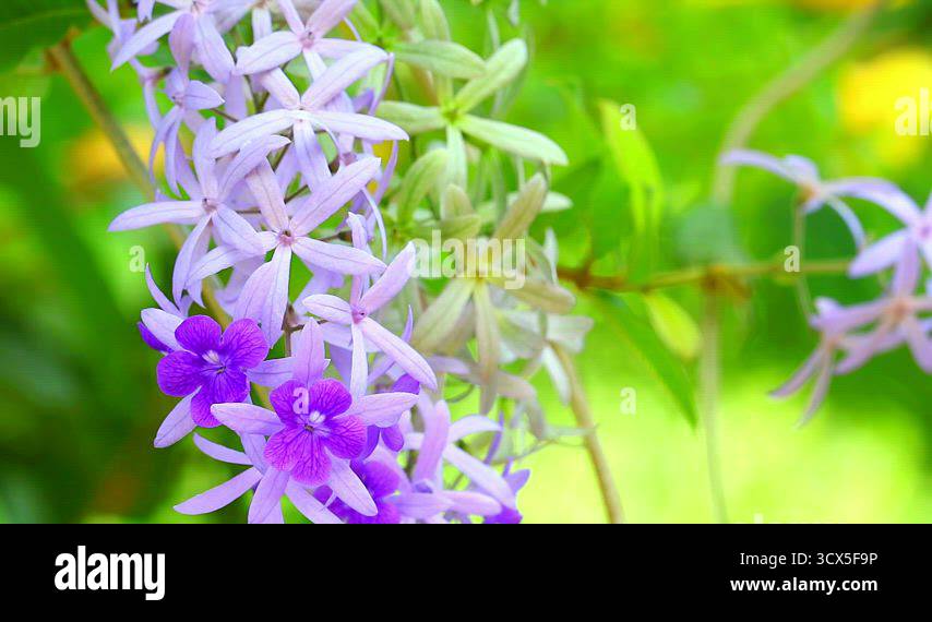 Puple Wreath, Sandpaper Vine, Petrea Volubilis L is arranged as an ...