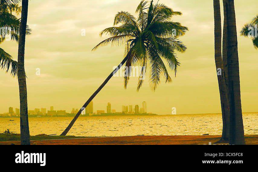 Sunset sky coconuts on beach Stock Videos & Footage - HD and 4K Video ...