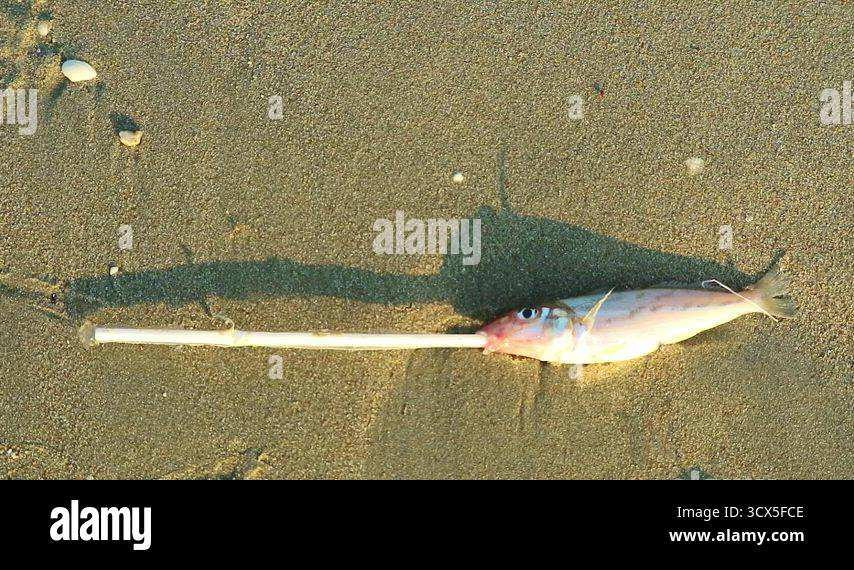 Animal dead fish Stock Videos & Footage - HD and 4K Video Clips - Alamy