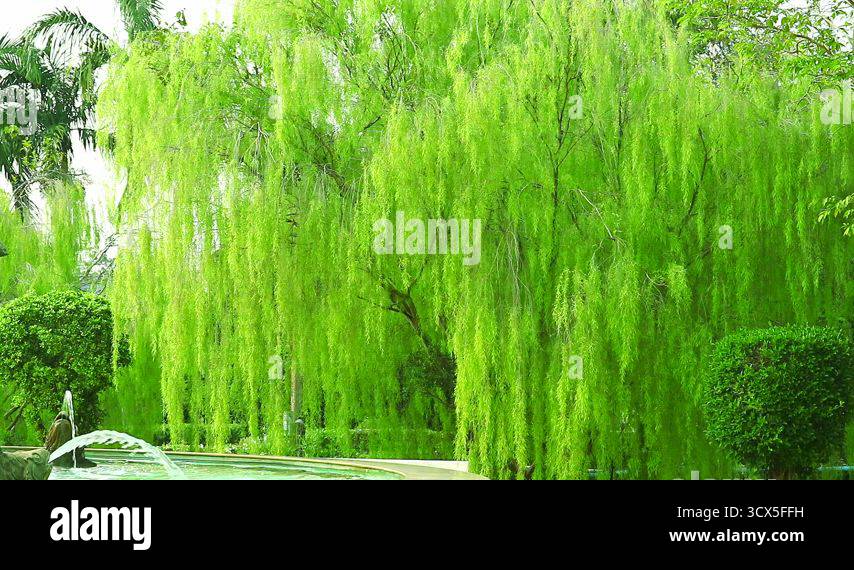 weeping willow tree and fountain and light green leaves wall swing by ...