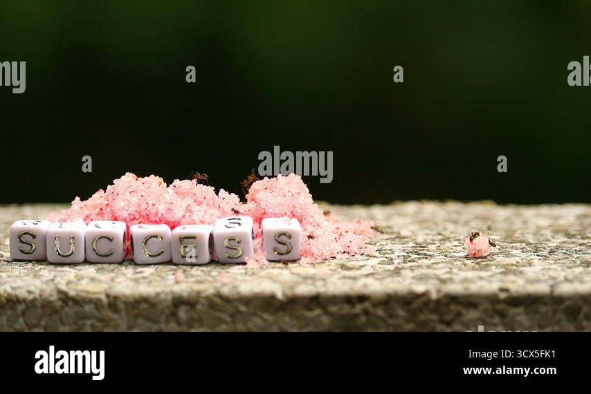 ants find huge of red sugar and move it to hive and blur black background and success object ...