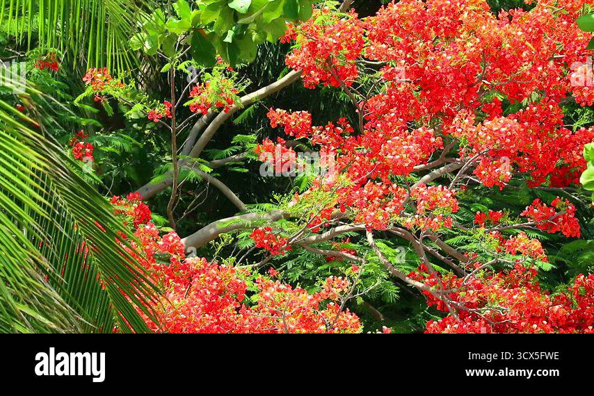 The Flame Tree, Royal Poinciana in the park moving by wind in ...
